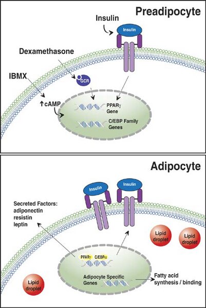 Adipogenesis Assay | ECM950